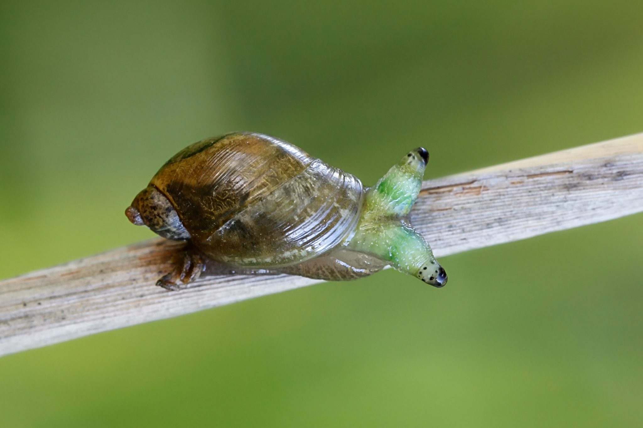 Fluke Infestations in Waterfowl - Backyard Poultry